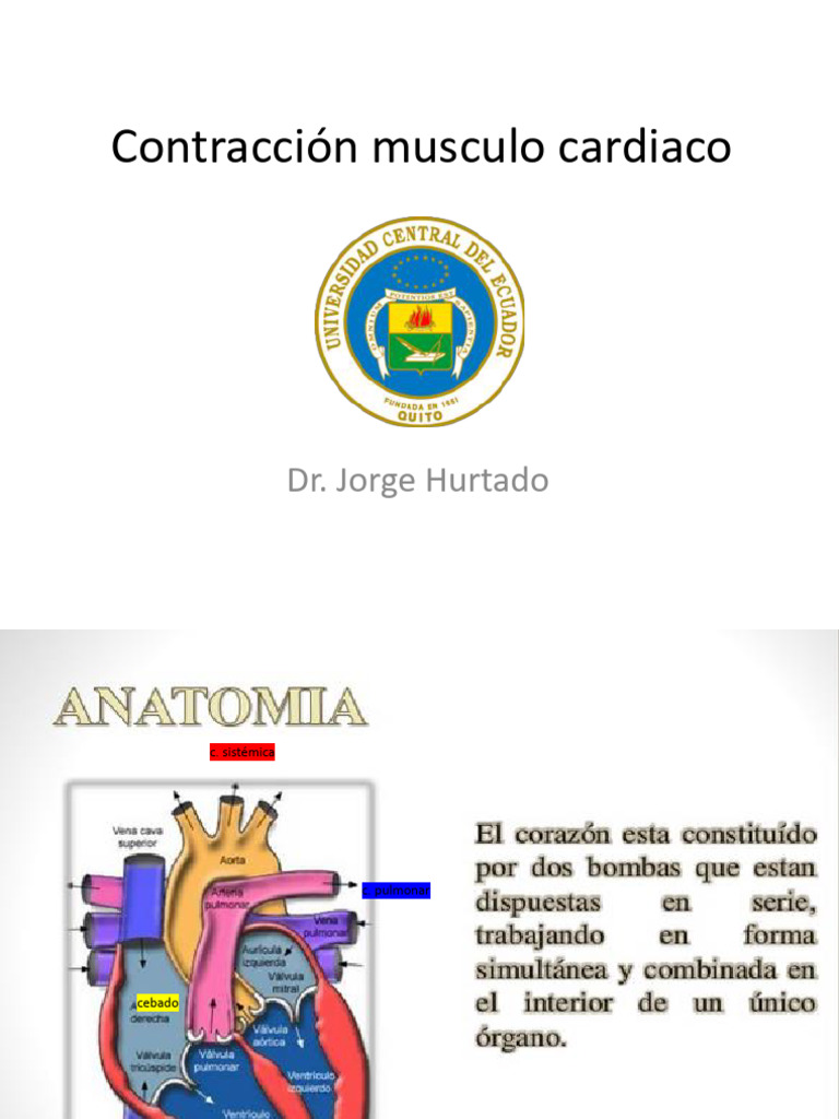 Contracción del Músculo Cardíaco: Proceso y Eficiencia | PDF | Corazón ...