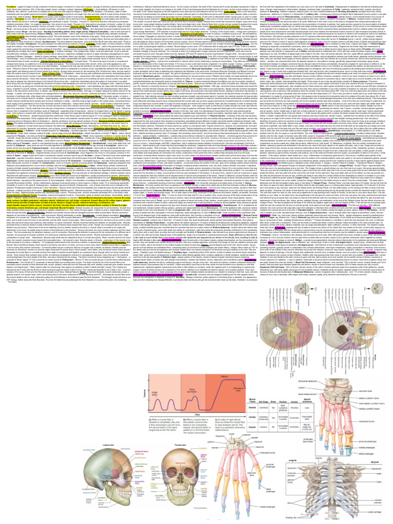 Anatomy and Physiology Cheat Sheet | PDF | Skin | Epidermis