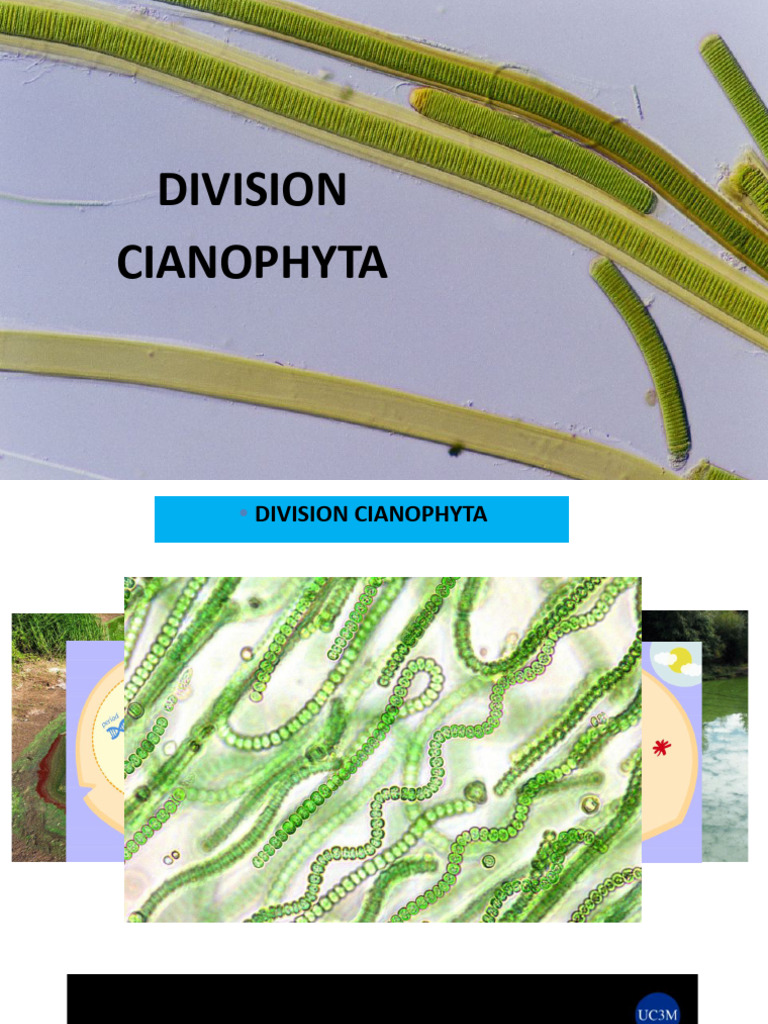 4. DIVISION CYANOPHYTA | PDF | Cianobacterias | Las bacterias