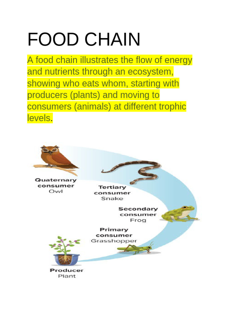 Food Chain | PDF