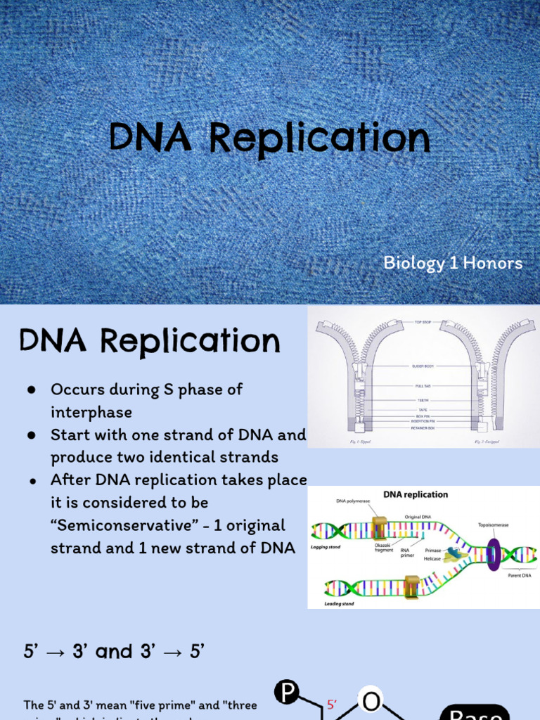 DNA Replication | PDF