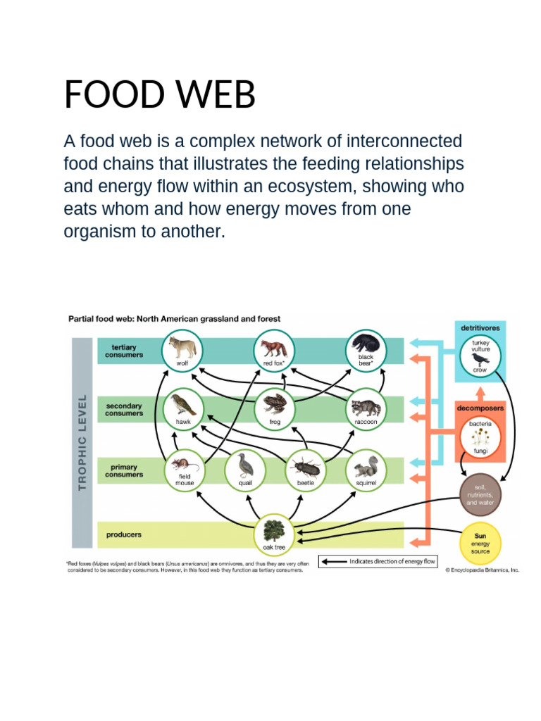 Understanding Food Webs in Ecosystems | PDF