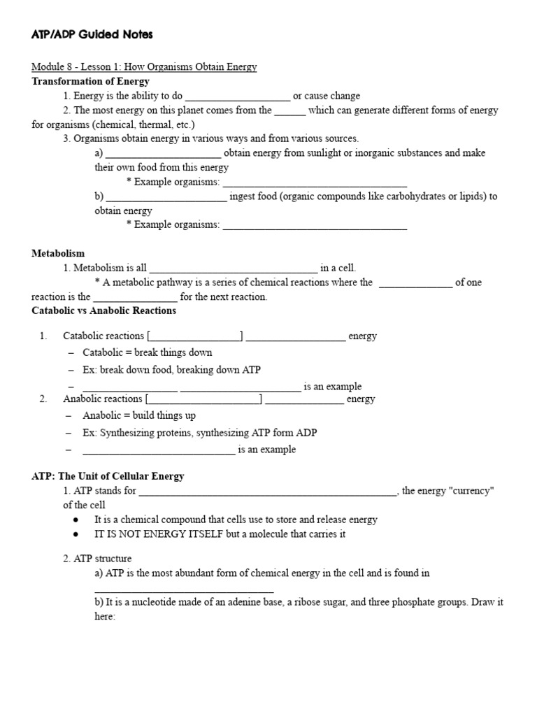 Honors ATP Guided Notes | PDF | Adenosine Triphosphate | Metabolism