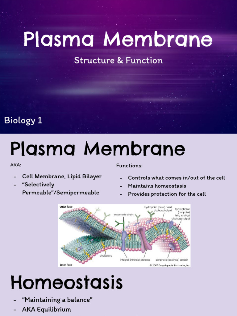 Plasma Membrane Structure & Function | PDF