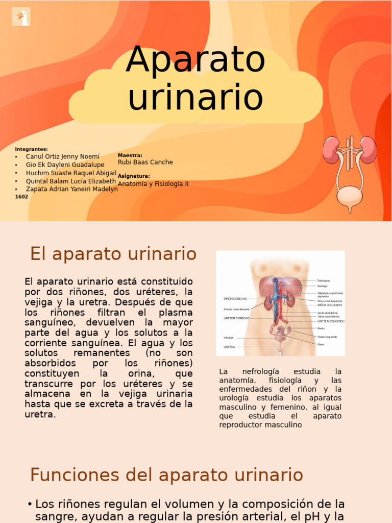 Aparato Urinario | PDF | Riñón | Sistema urinario