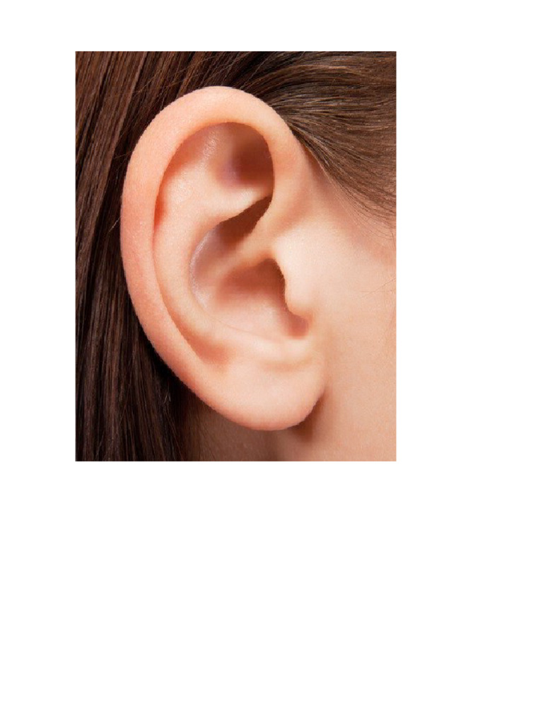 Oreja | PDF