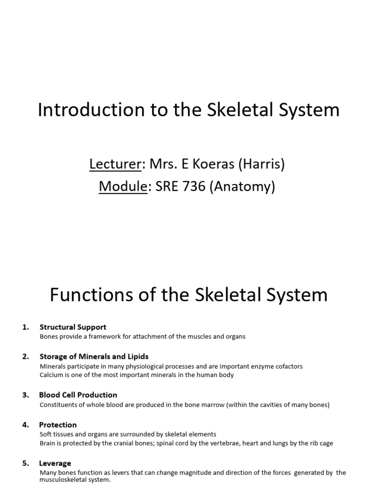 L2 the Skeletal System | PDF | Bone | Osteoblast