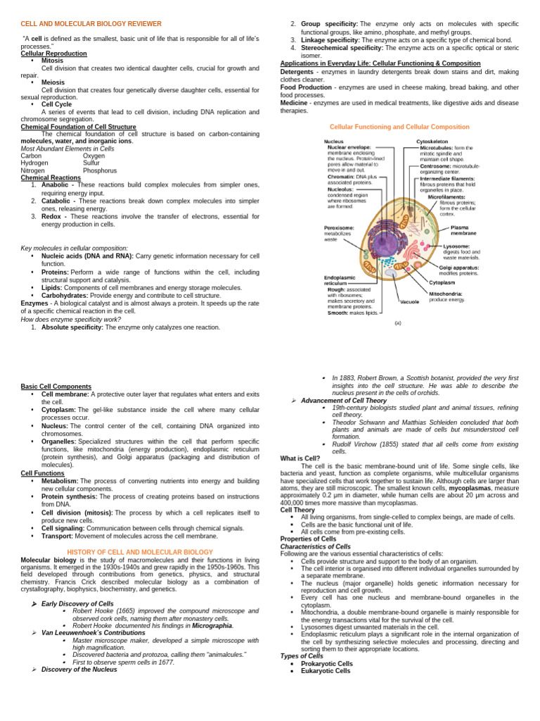 Cell and Molecular Biology Overview | PDF | Mitosis | Cell (Biology)