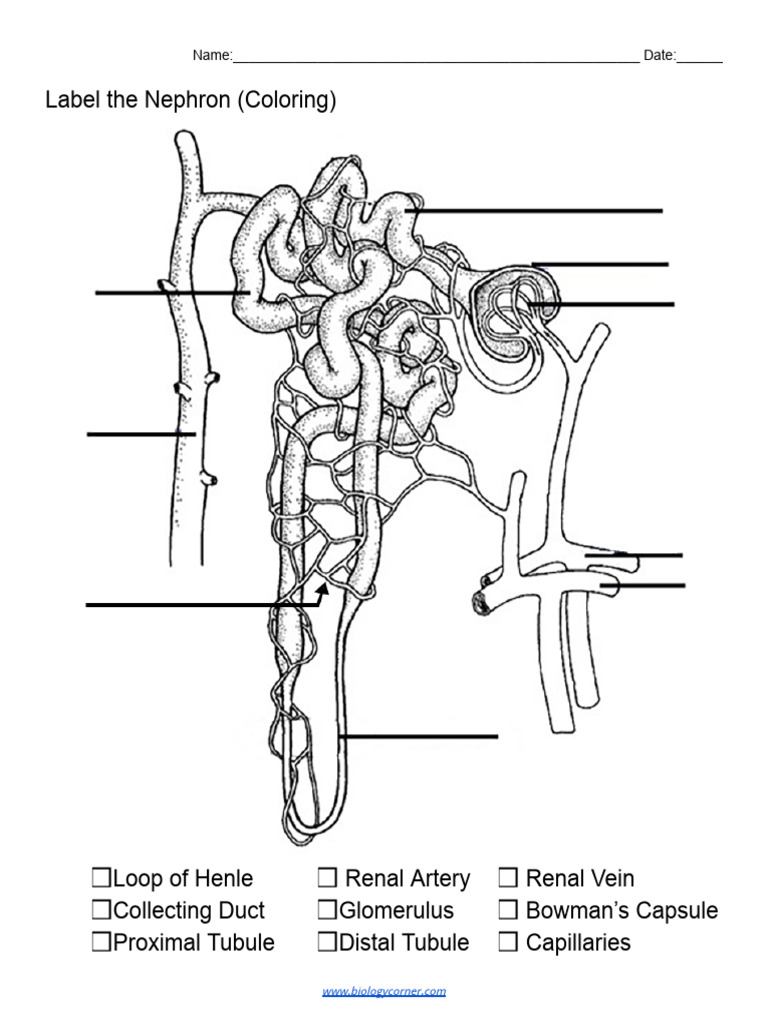 Label and Color The Nephron | PDF