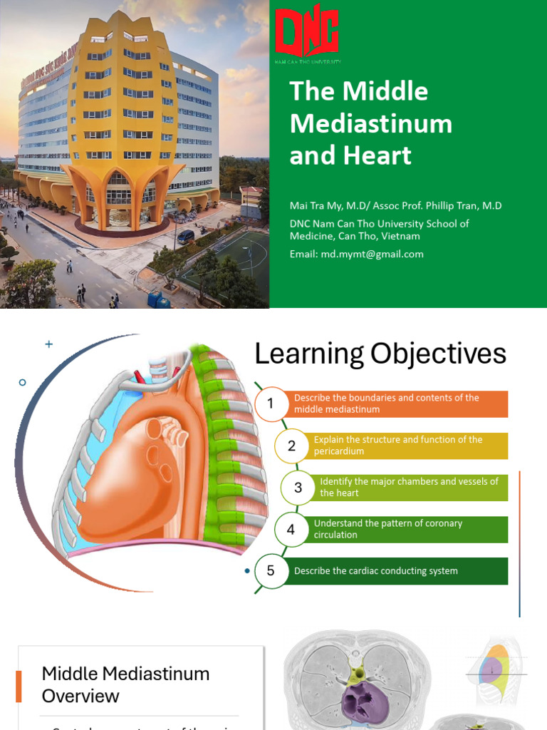 Middle Mediastinum and Heart Anatomy | PDF | Coronary Circulation | Heart