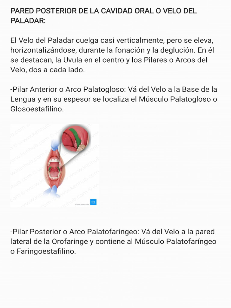 Parte Posterior Del Velo Del Paladar | PDF