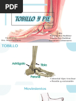 Musculos de Tobillo y Pie | PDF | Tobillo | Pie