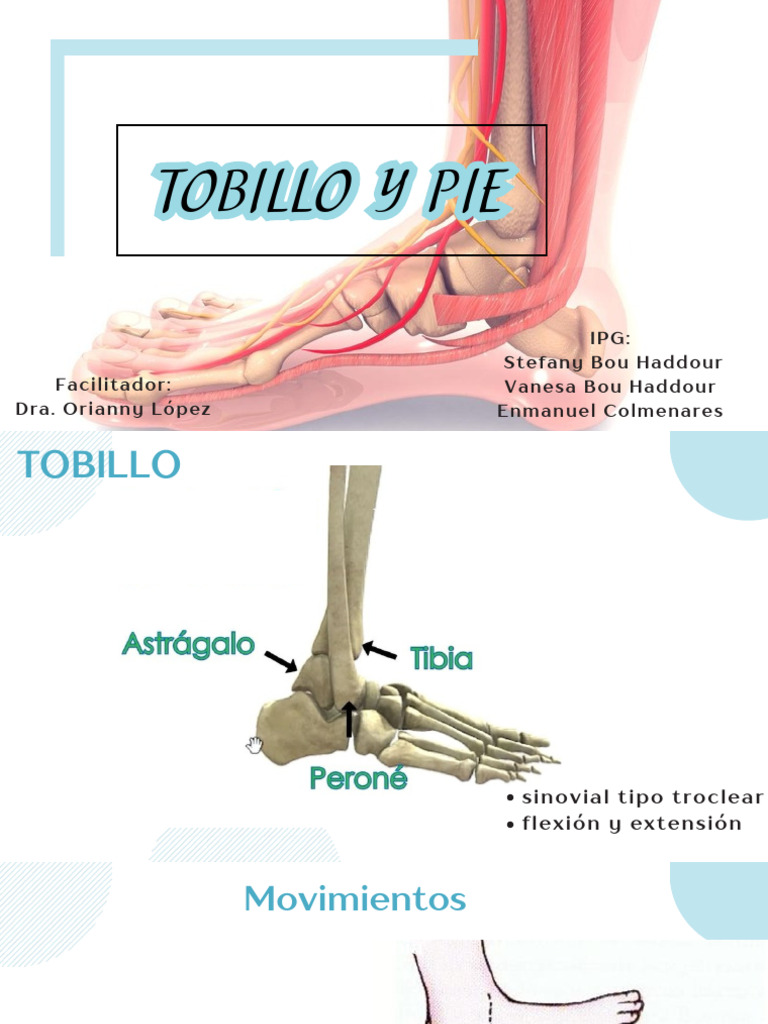Anatomía del Tobillo y Pie | PDF | Tobillo | Pie