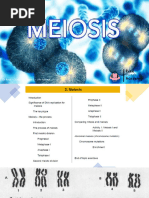Meiosis Notes 2025 | PDF | Meiosis | Chromosome