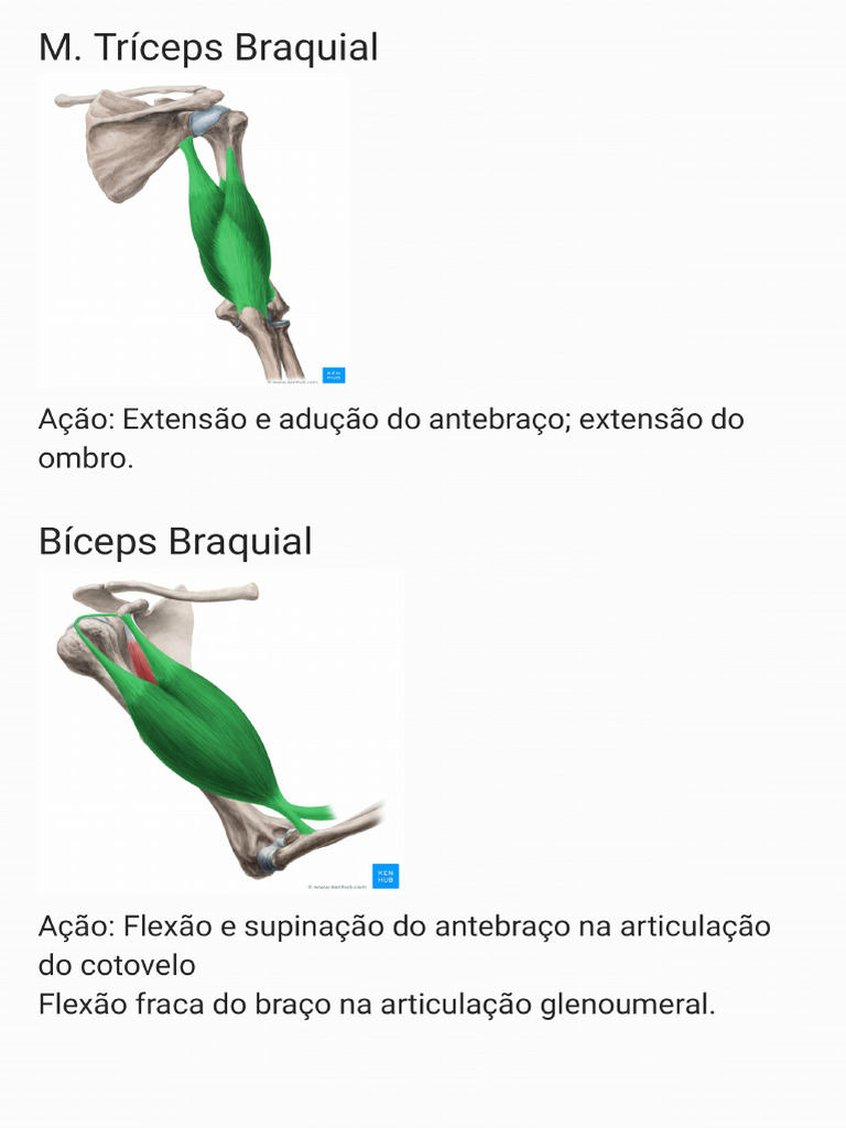 Estudo Dos Músculos - 231204 - 161438 | PDF