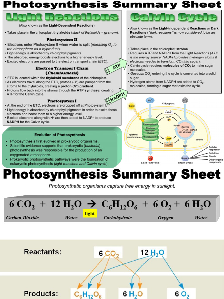 Photosynthesis Summary Sheet | PDF | Photosynthesis | Chloroplast