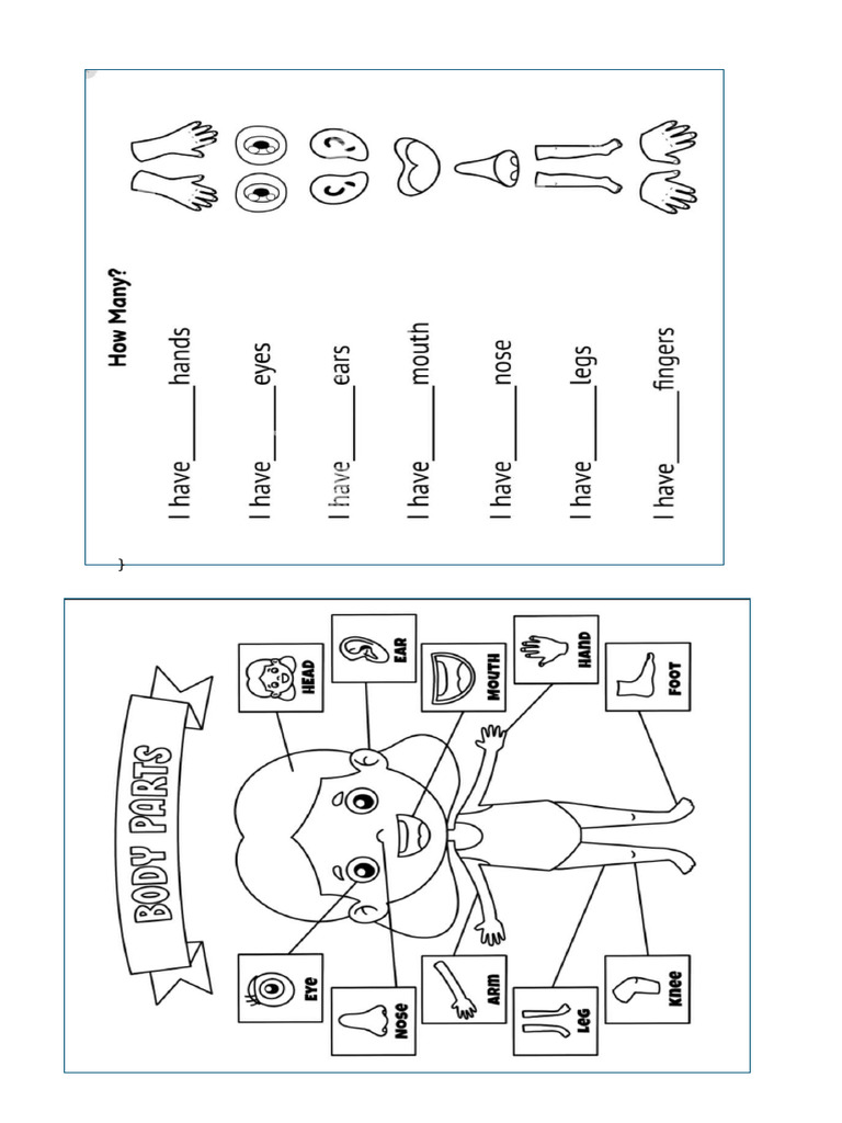 Body Parts Grade 2 | PDF