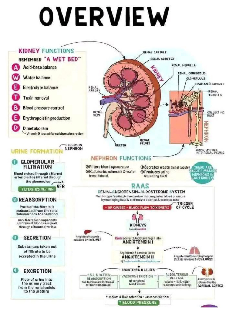 kidney and dialysis | PDF