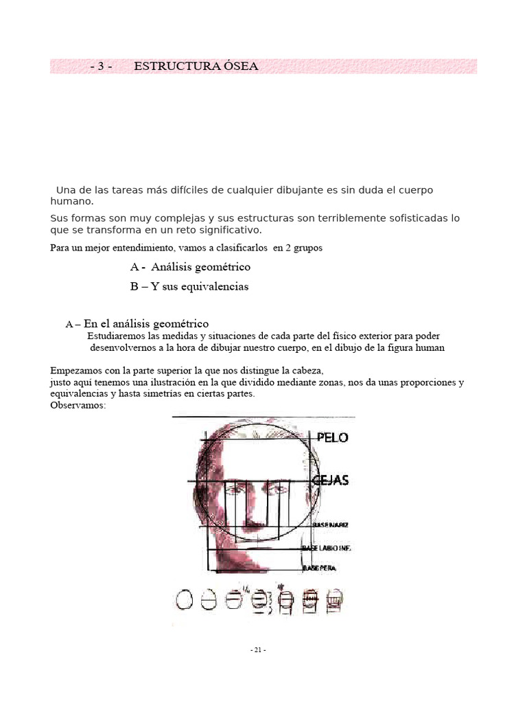 4 Tema 3 Estructura ósea Pdf Mano Anatomía Humana