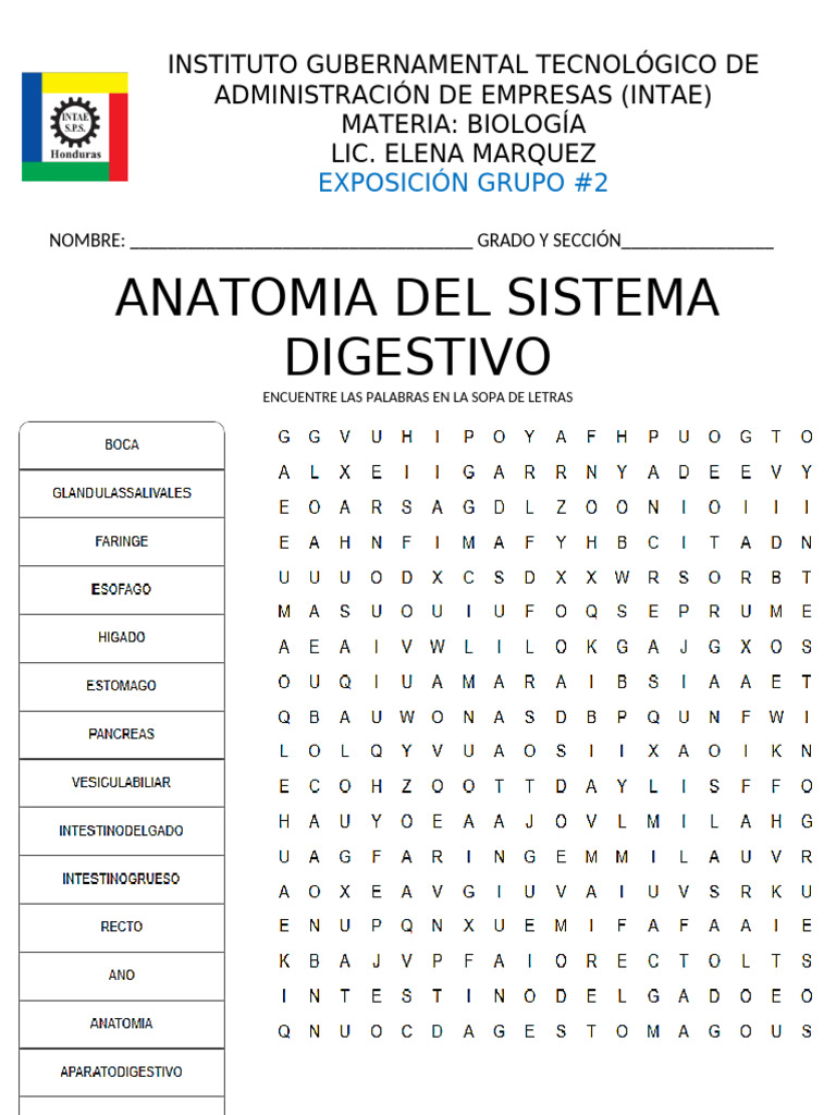 ANATOMIA DEL APARATO DIGESTIVO HOJA DE TRABAJO SOPA DE LETRAS | PDF
