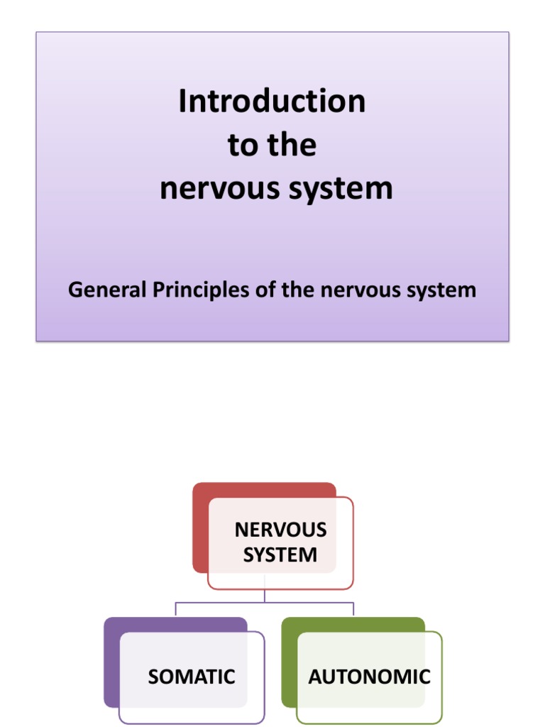 Introduction To Nervous System | PDF | Central Nervous System | Brainstem