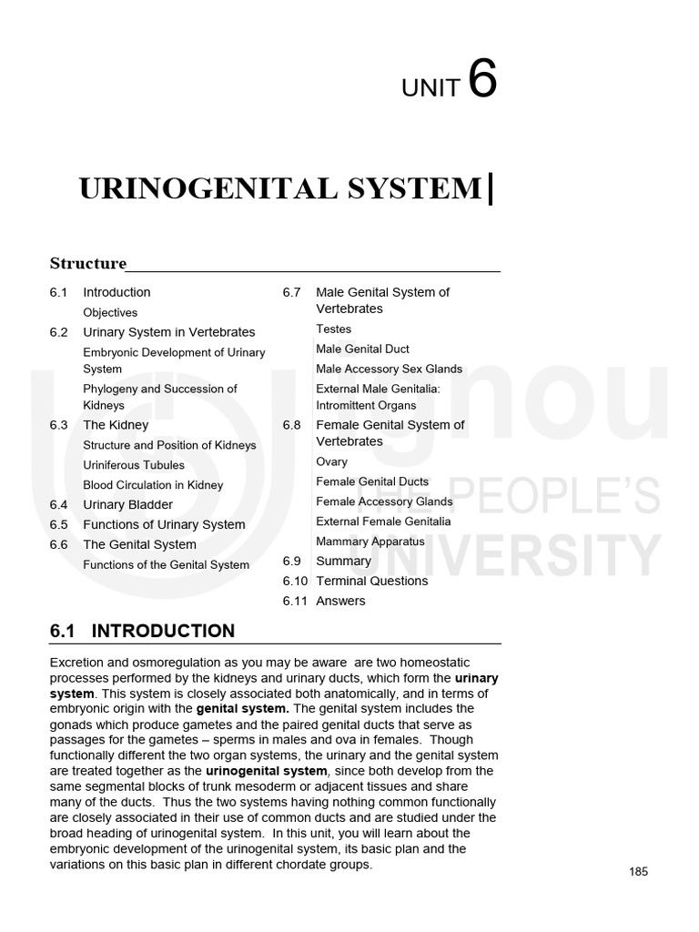 Unit 6 Urinogenital System | PDF | Kidney | Urinary System