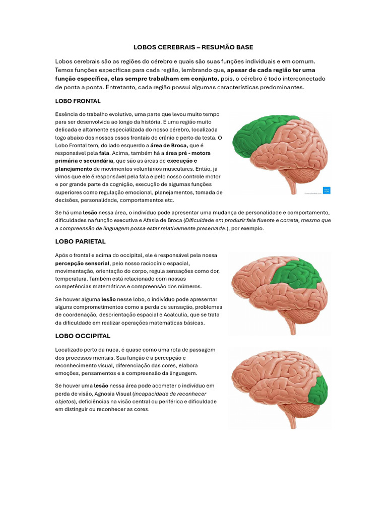 Funções dos Lobos Cerebrais Explicadas | PDF | Cérebro humano | Cérebro