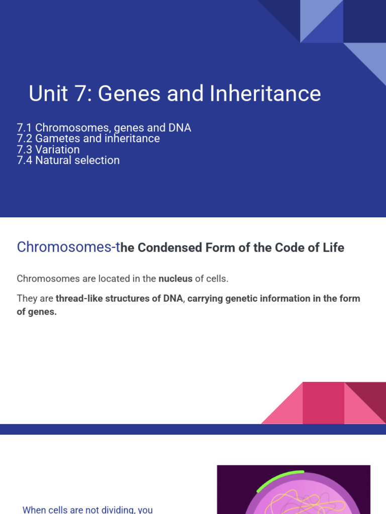 Unit 7 - Genes and Inheritance | PDF | Gene | Chromosome