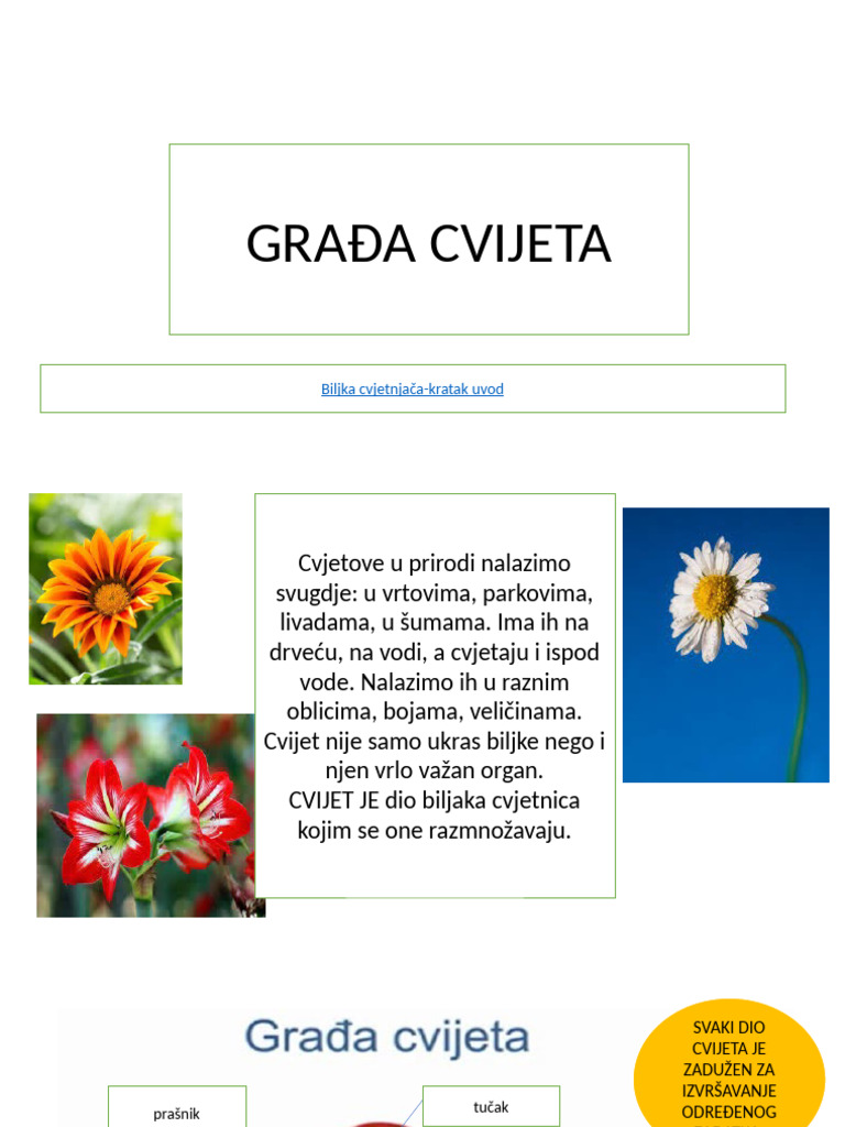 Adja Cvijeta | PDF