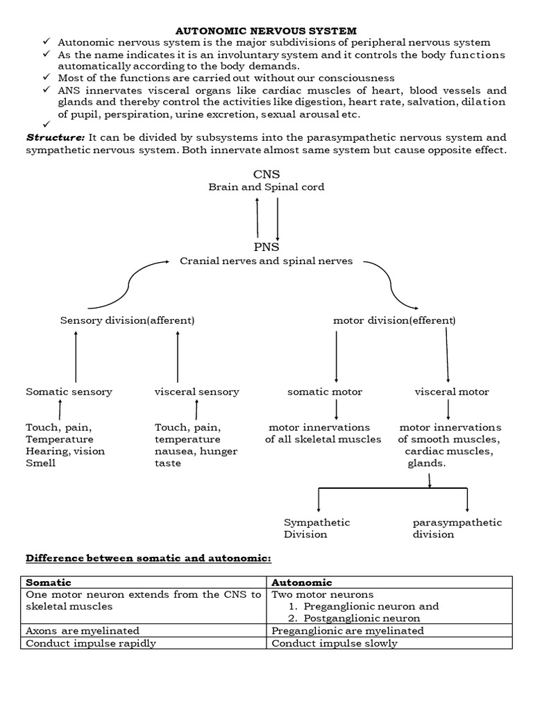 Autonomic Nervous System Note | PDF | Autonomic Nervous System | Motor ...