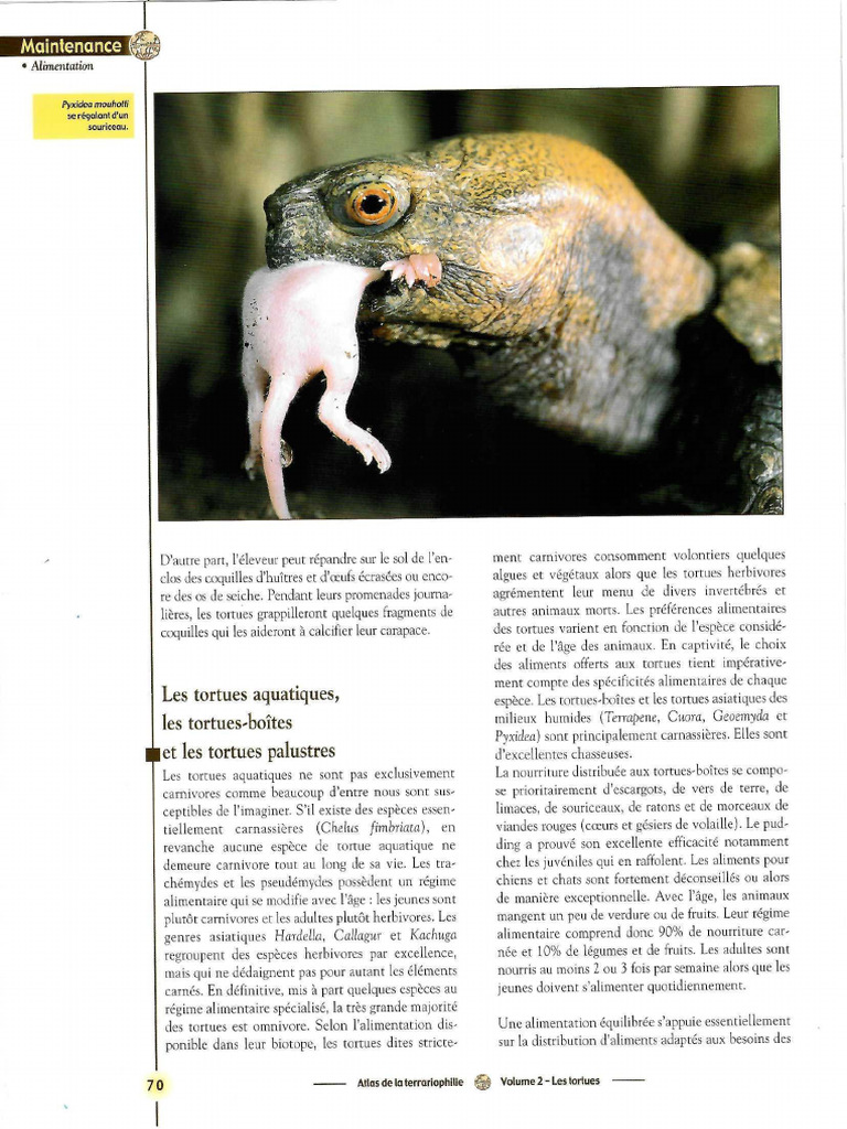 Scan Alimentation Tortues Palustres | PDF