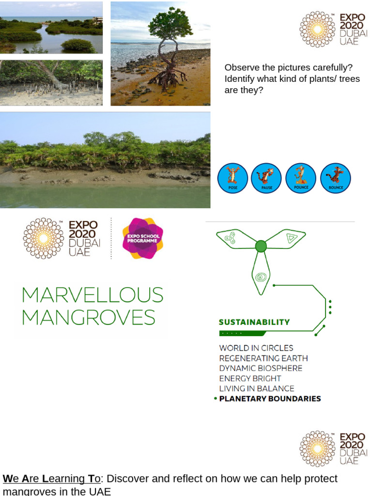 Expo PPT 1-Mangroves SST | PDF