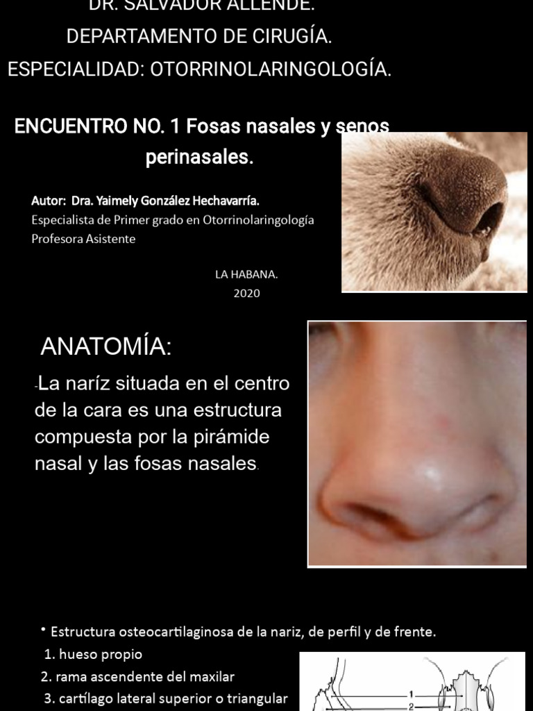 Anatomía y Funciones de las Fosas Nasales | PDF | Nariz humana | Rinología