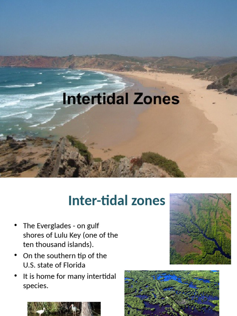Intertidal Zones of Florida's Everglades | PDF