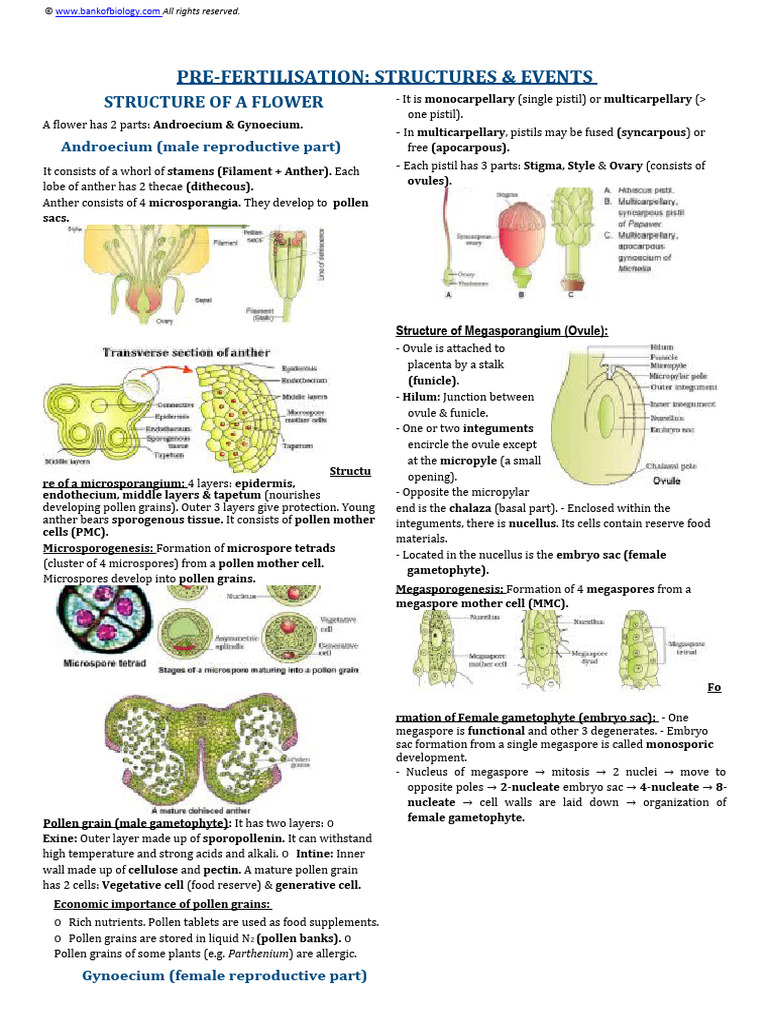 2 Sexual Reproduction in Flowering Plants - Capsule Notes | PDF ...