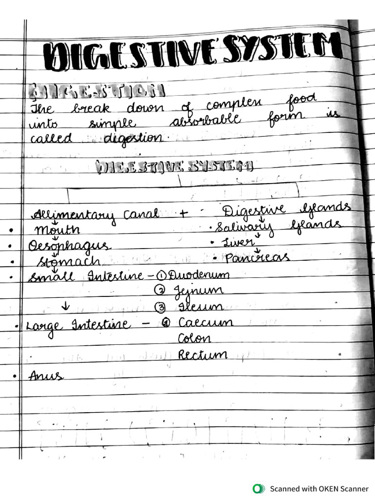 Bio Digestive System Notes | PDF