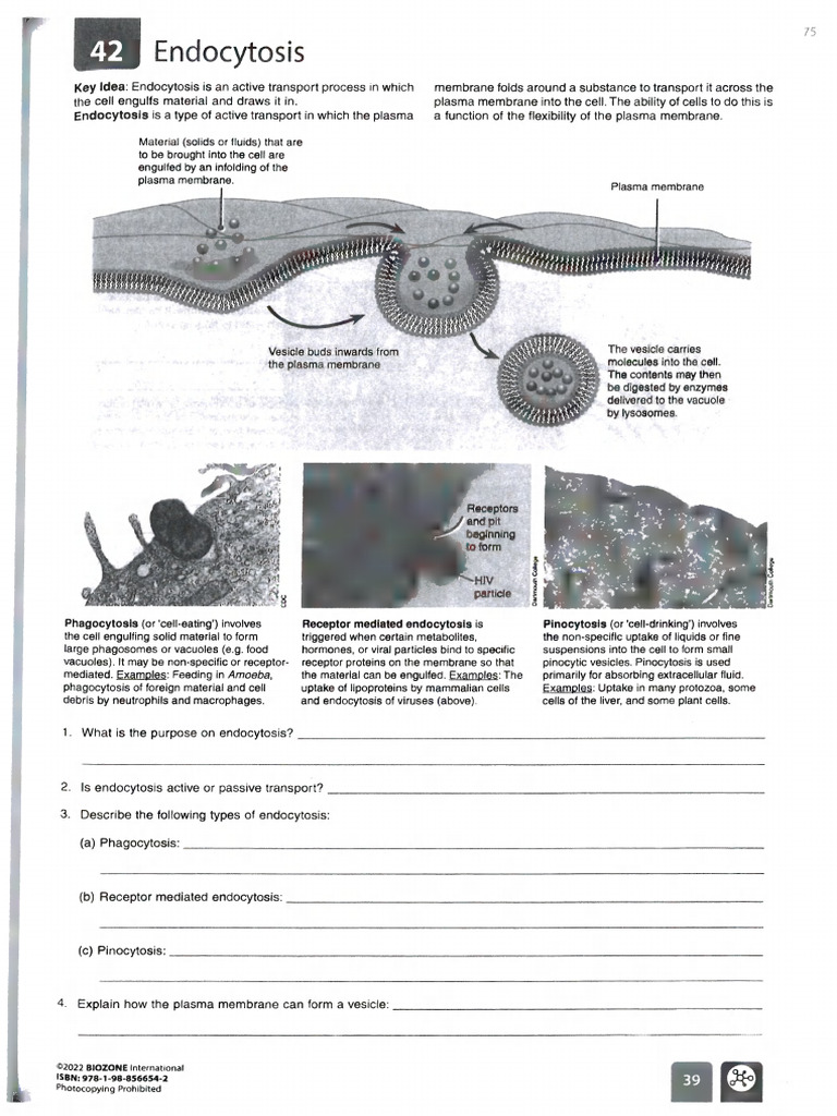 42 Endocytosis Worksheet | PDF