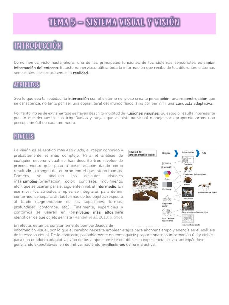 Tema 5 - Sistema Visual I Visión | PDF | Percepción visual | Ojo humano