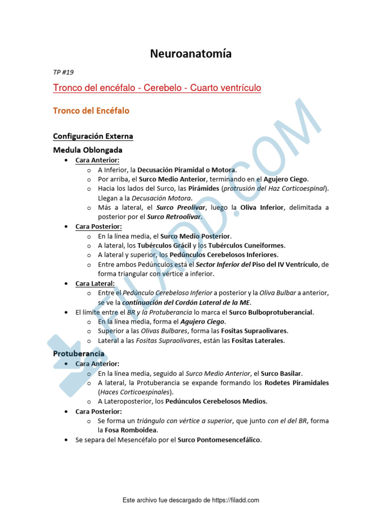 Resumenes Neuro 3er Parcial | PDF | Cerebelo | Neuroanatomía