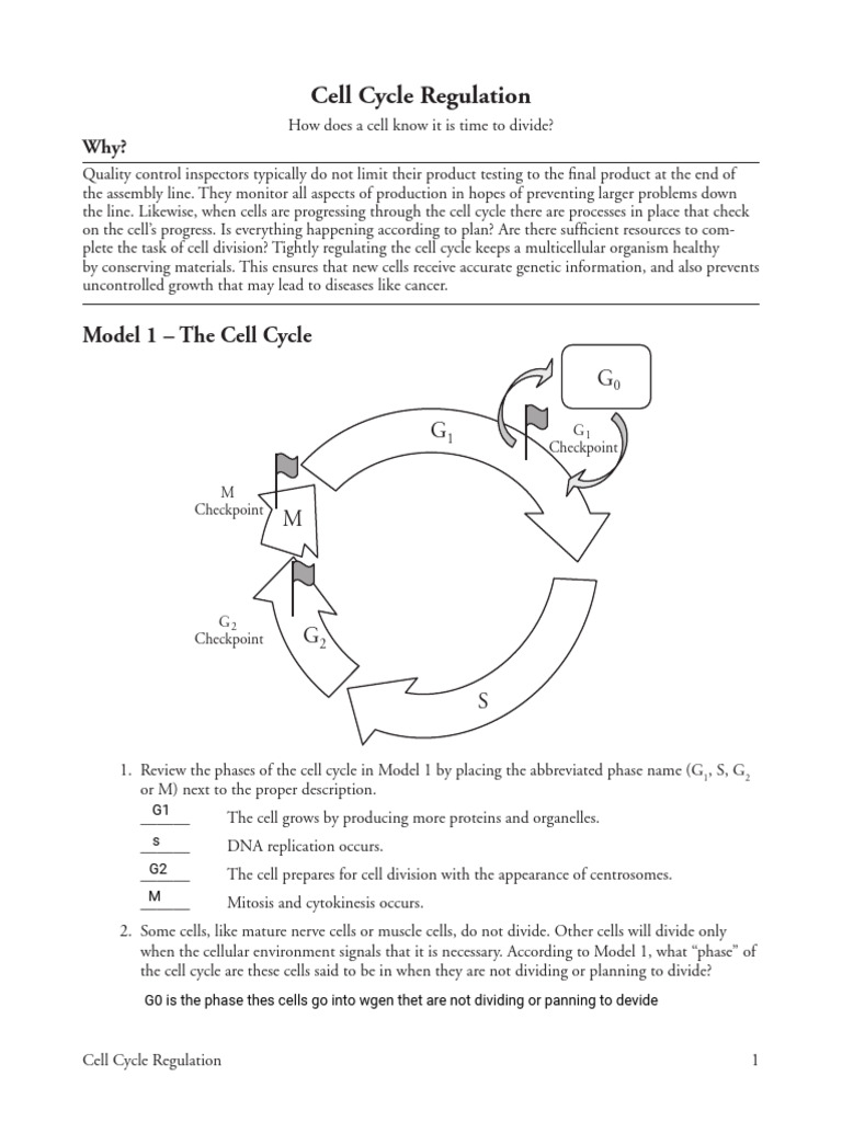Cell Cycle Regulation and Checkpoints | PDF | Cell Cycle | Kinase