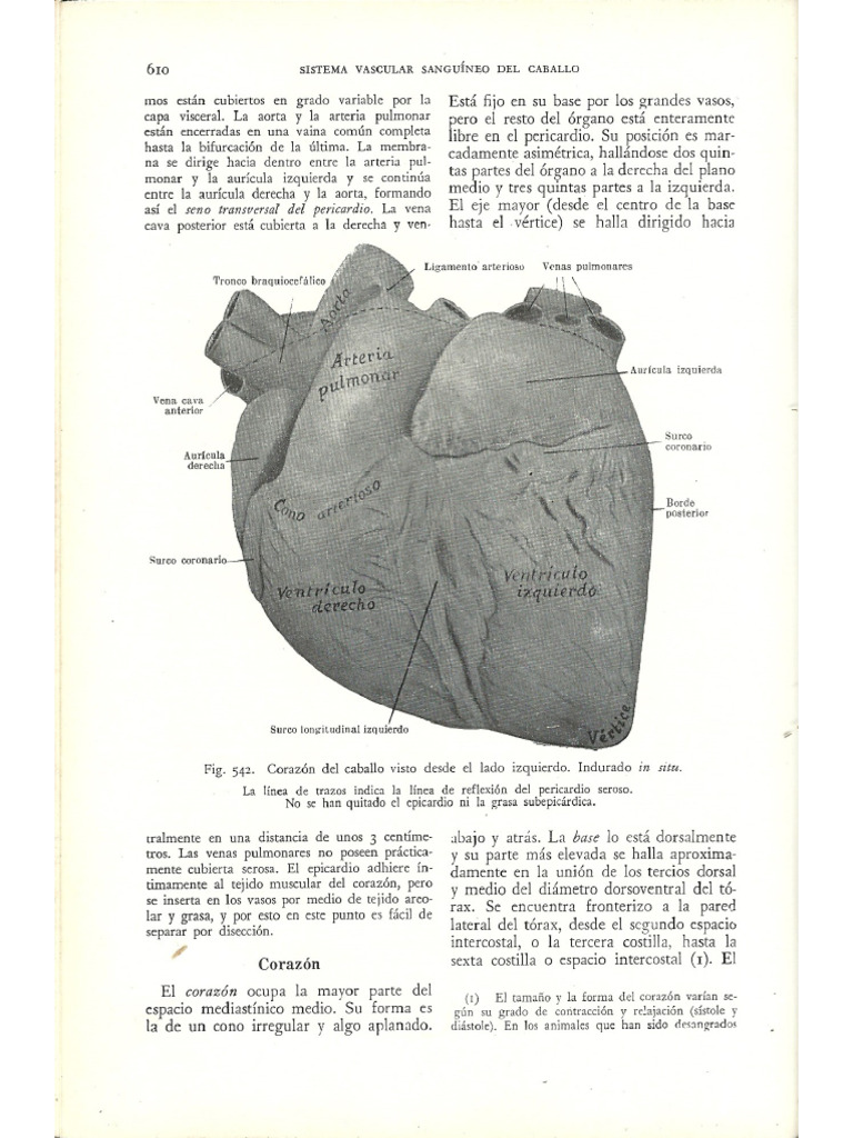 Corazon de Equino | PDF
