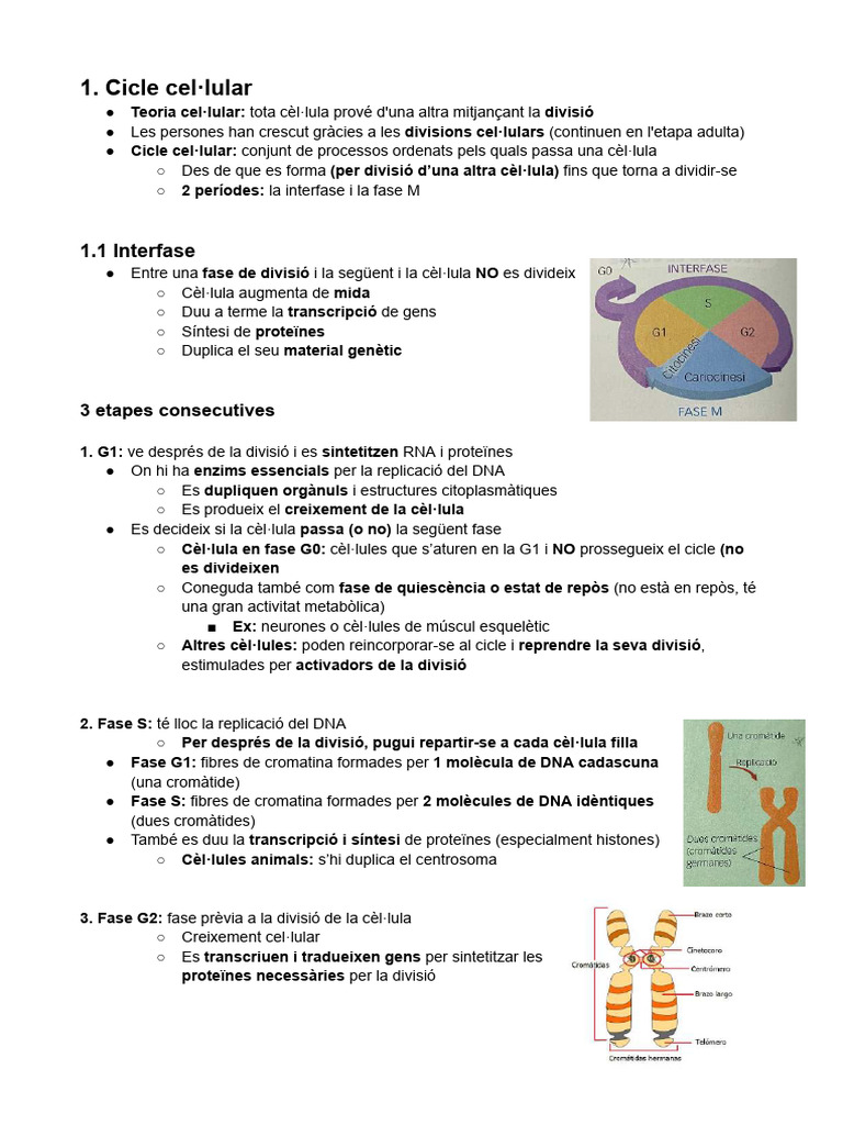 Cicle Celular I Cancer | PDF