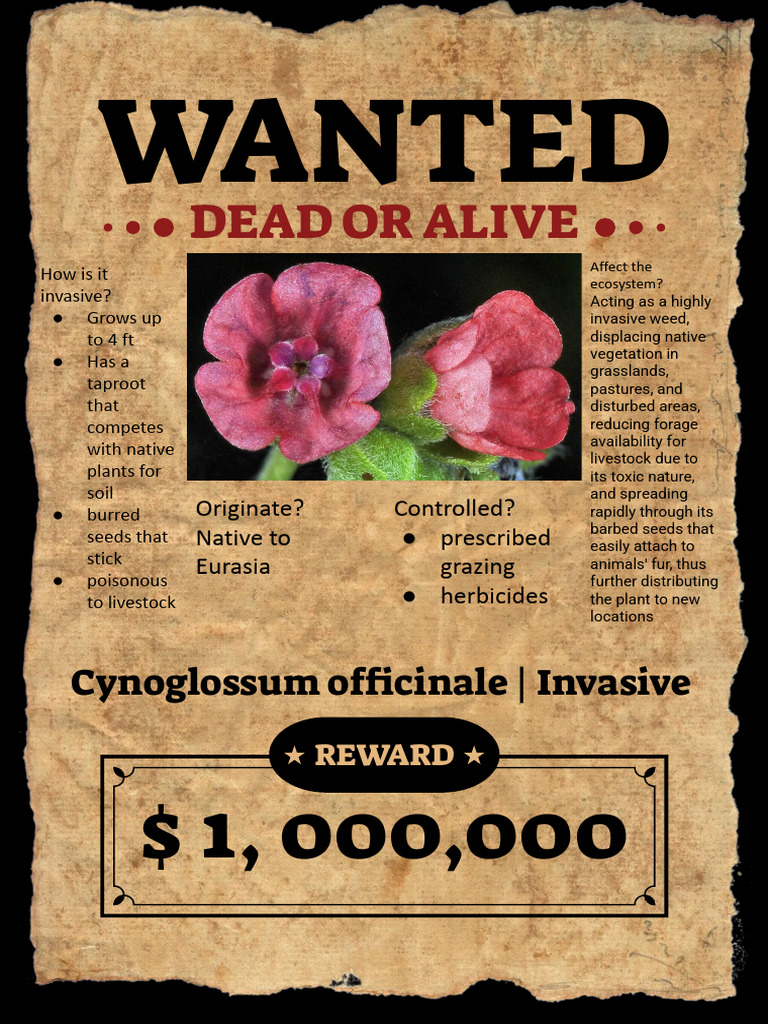 Wanted Dead or Alive Poster | PDF