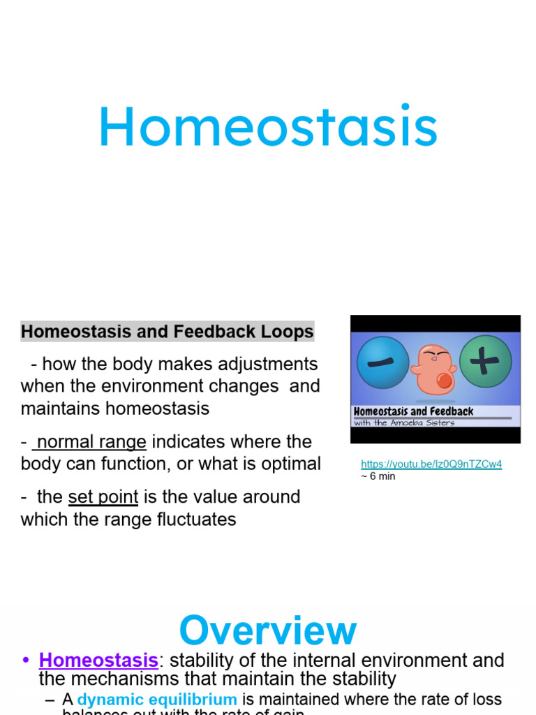Understanding Homeostasis and Feedback Loops | PDF | Enzyme | Homeostasis