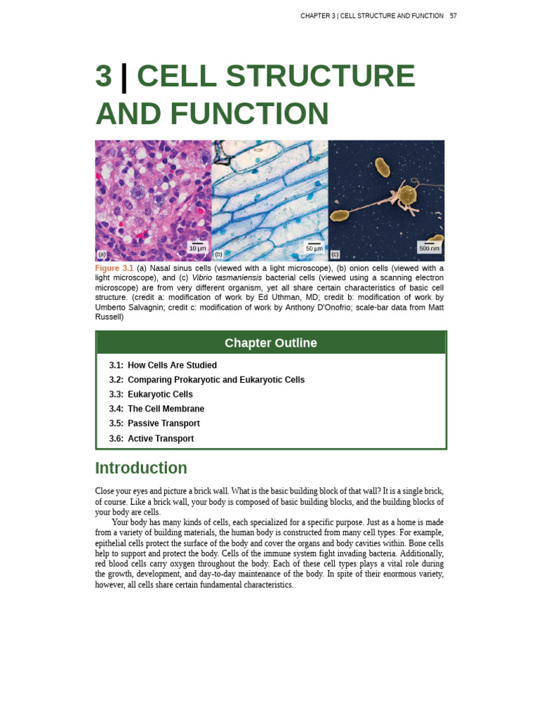 A. Cell Structure and Function | PDF | Endoplasmic Reticulum | Cell ...