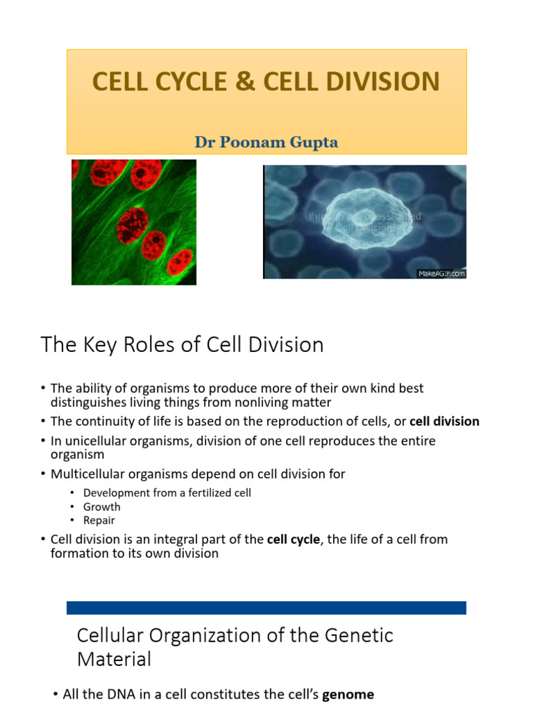 E. Cell Cycle and Division | PDF | Cell Cycle | Chromosome