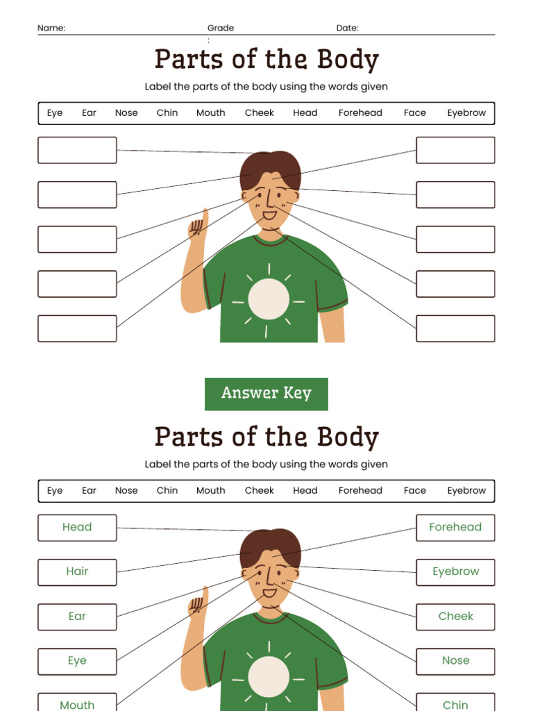 Parts of The Body Worksheet Simple | PDF