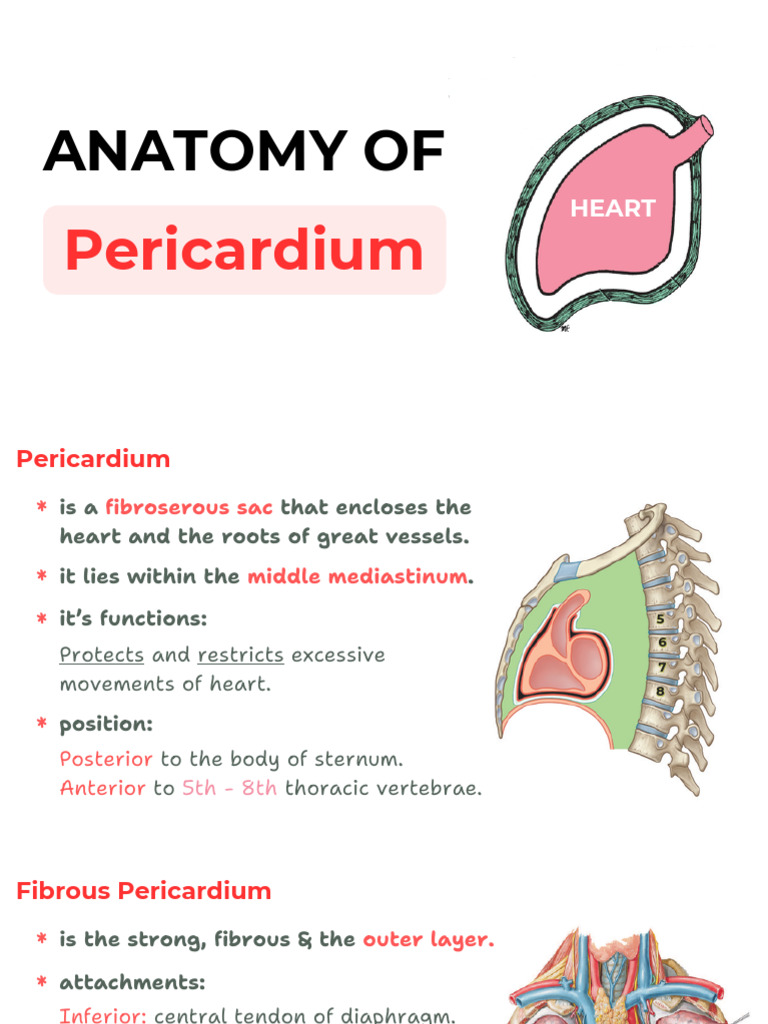 Anatomy and Functions of the Pericardium | PDF | Heart | Cardiovascular ...