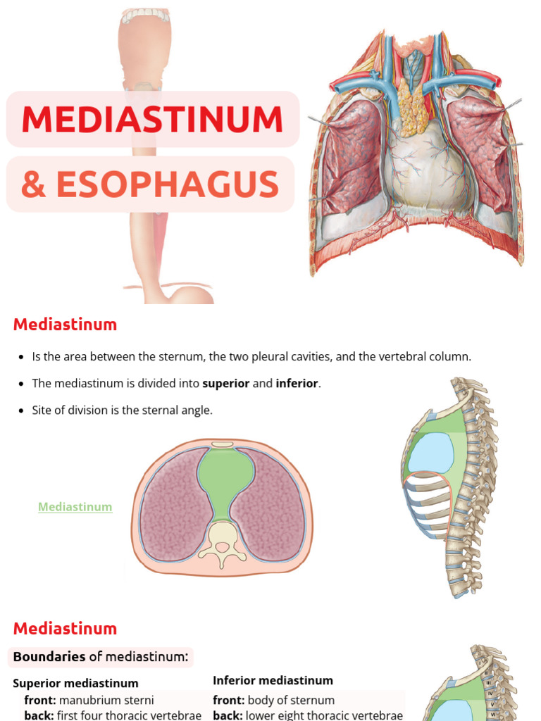 Anatomy of Mediastinum & Esophagus | PDF | Aorta | Esophagus