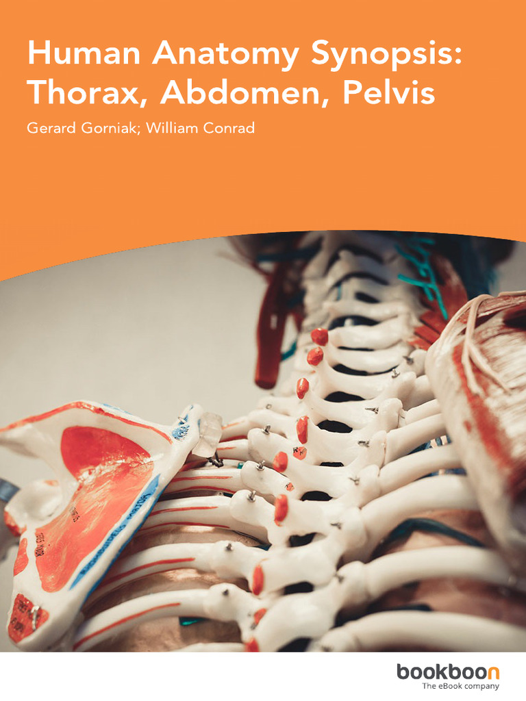 Human Anatomy Synopsis_ Thorax, Abdomen, Pelvis | PDF | Vertebra | Thorax